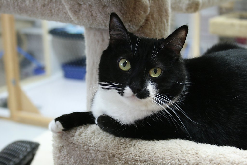 A second home at Homeless Cat Network