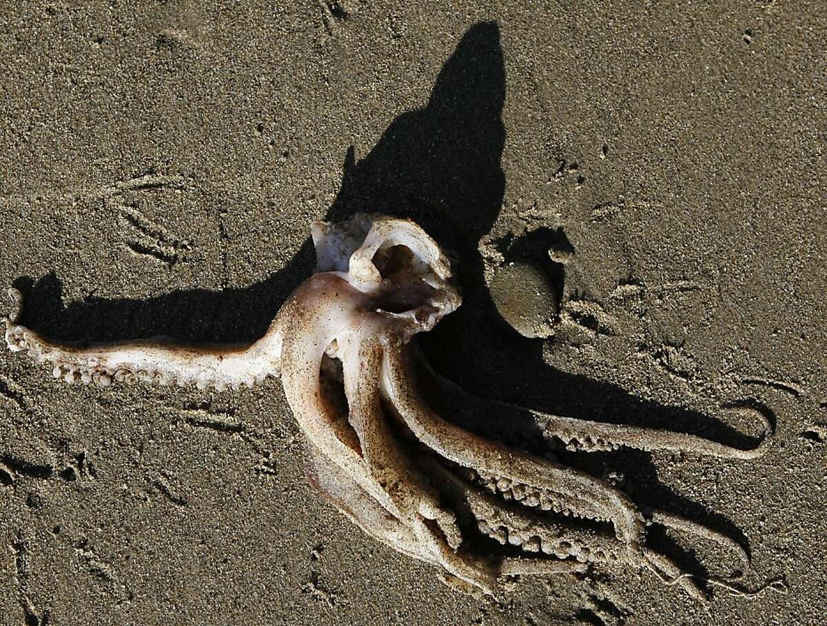 Squid deaths are a many-tentacled mystery