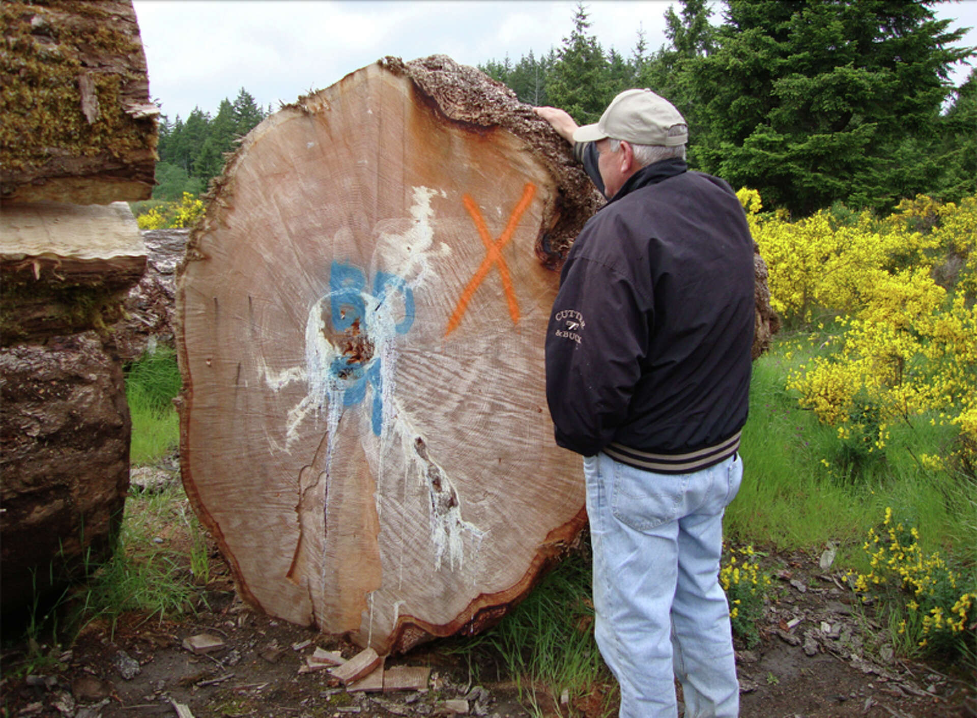 Washington old-growth poacher stole a ‘national antiquity’