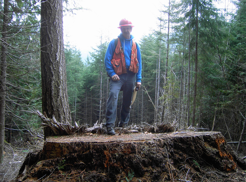 Washington old-growth poacher stole a ‘national antiquity’