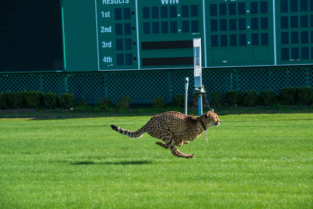Cheetahs get workout at horse track
