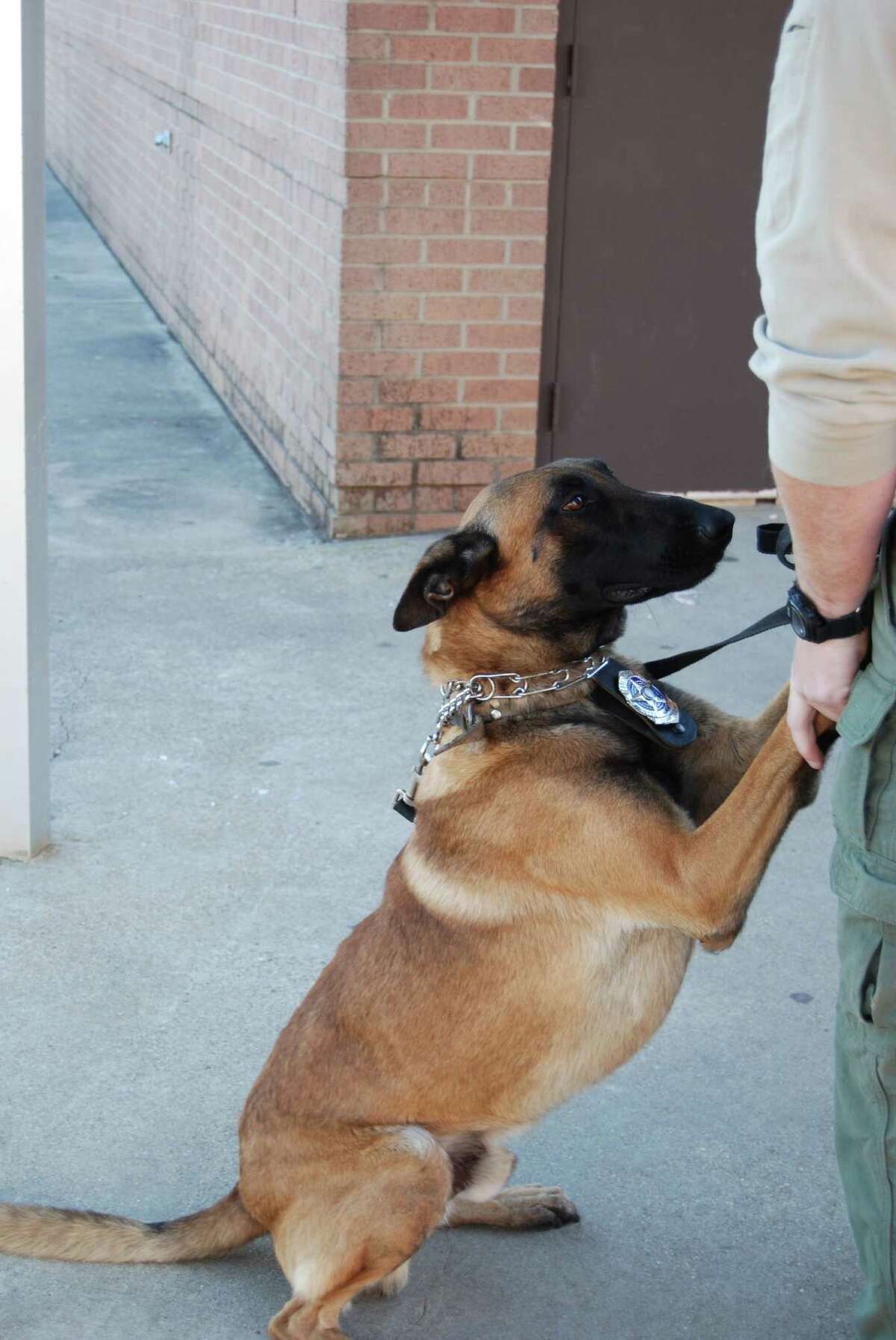 K9 on patrol