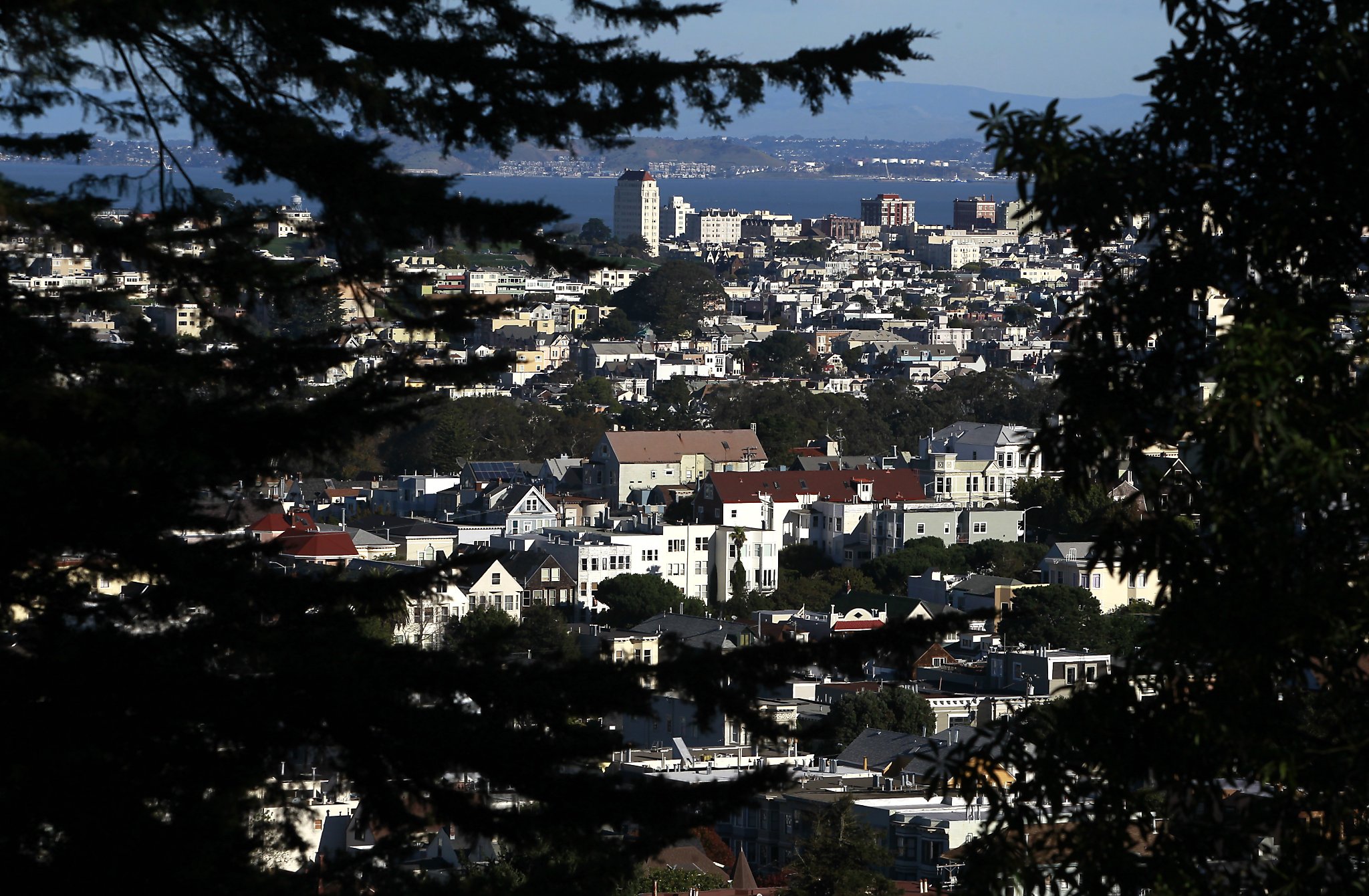 Mount Sutro: a forest walk in the city - SFGate