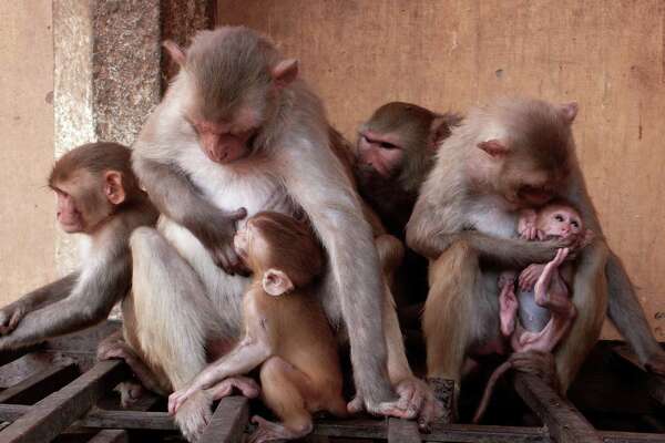 Tracing the long, convoluted history of the AIDS epidemic ...