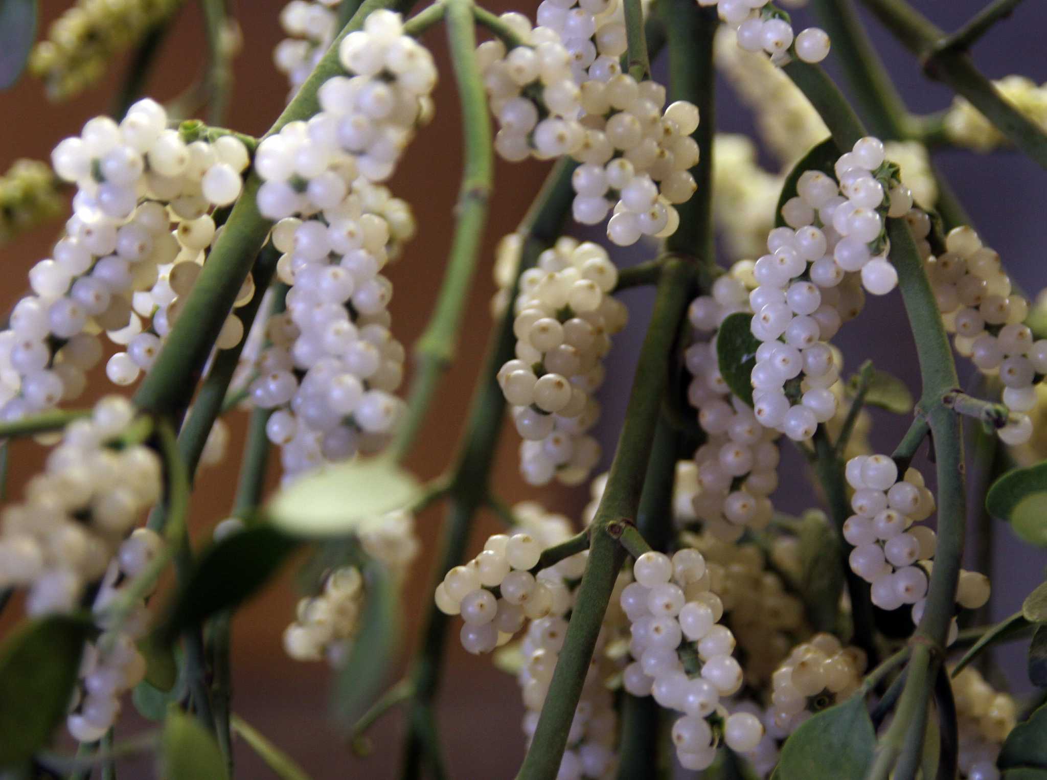 Mistletoe: A parasite with kissing powers