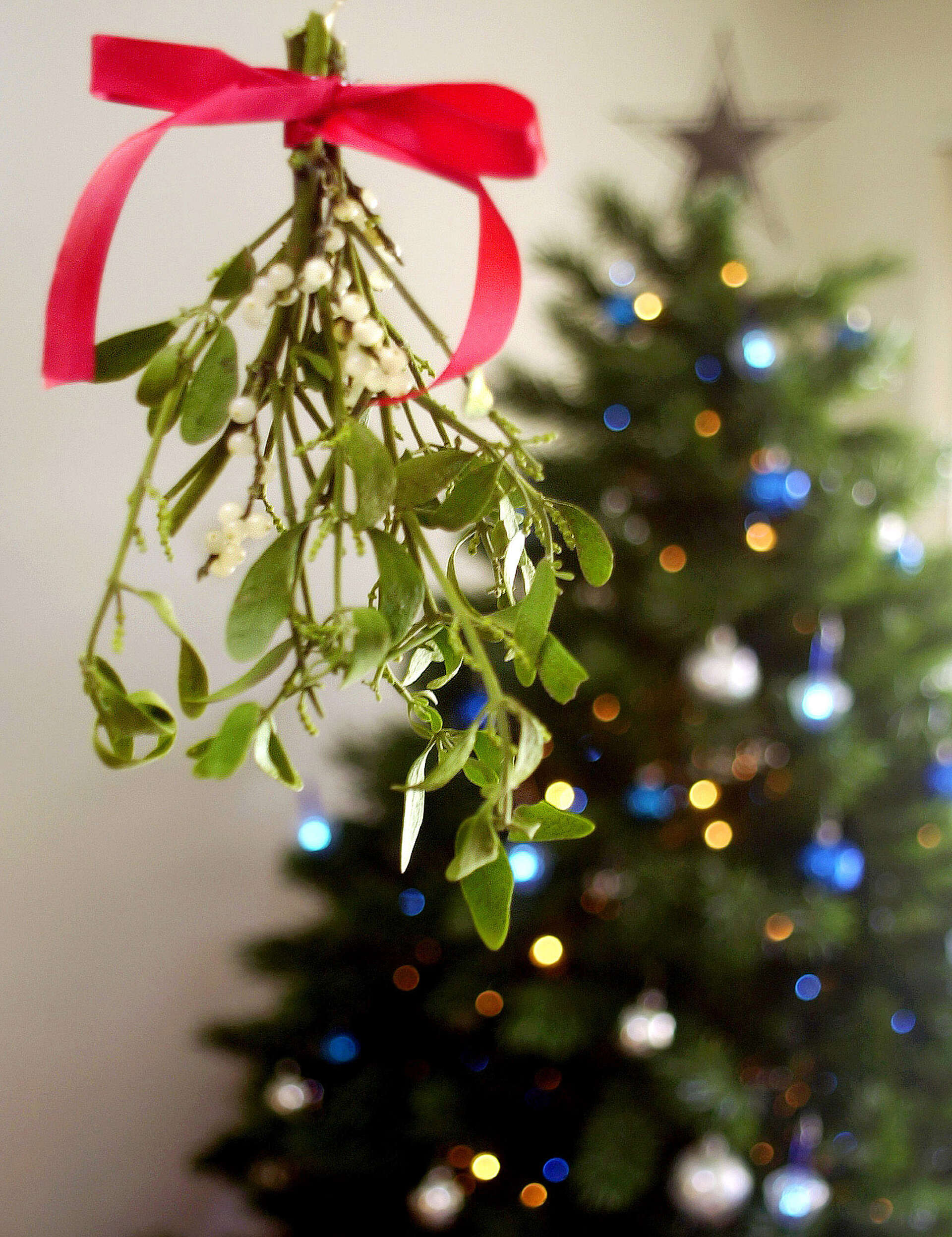 Mistletoe: A parasite with kissing powers