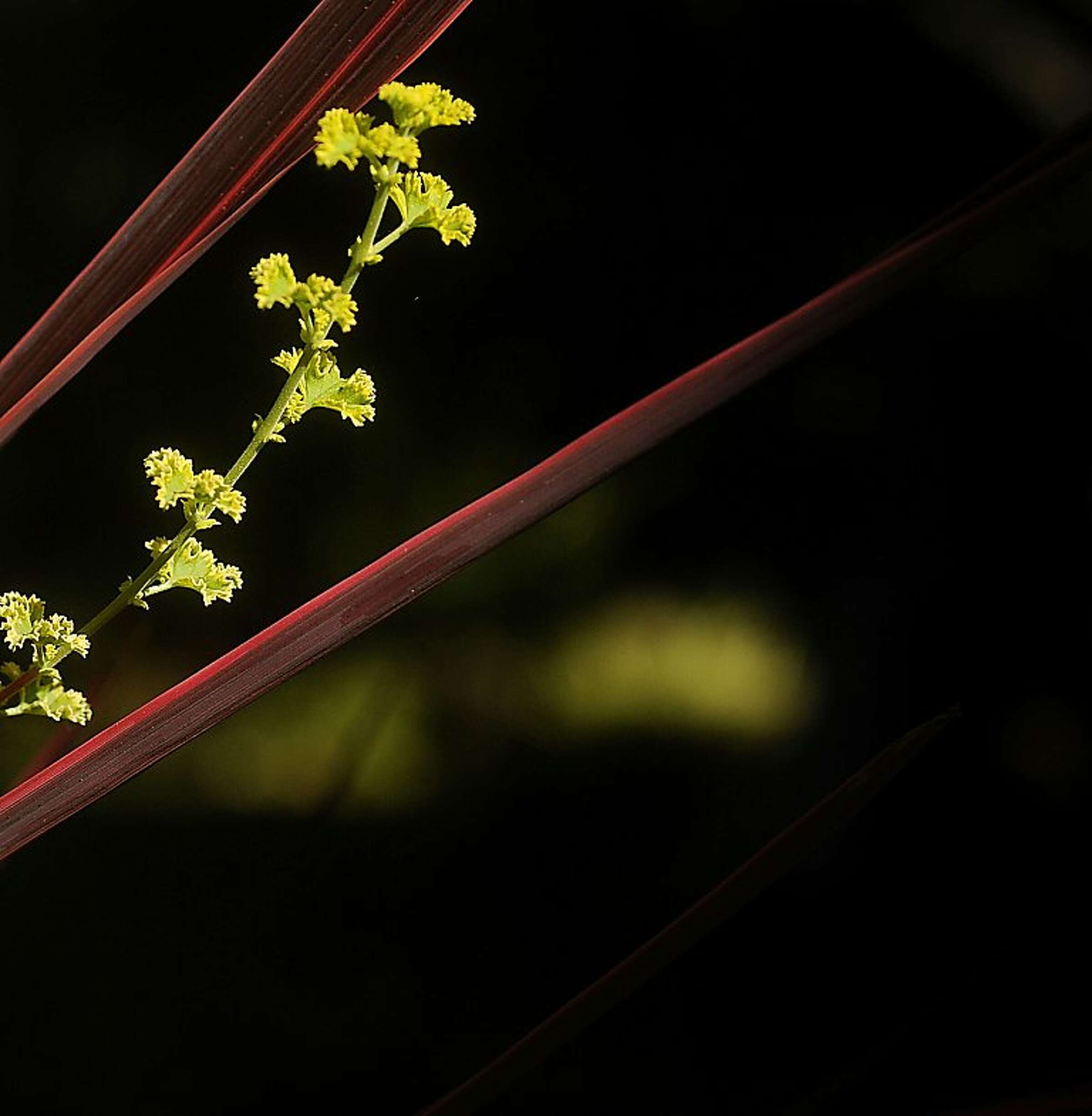 Freeland Tanner's Napa garden