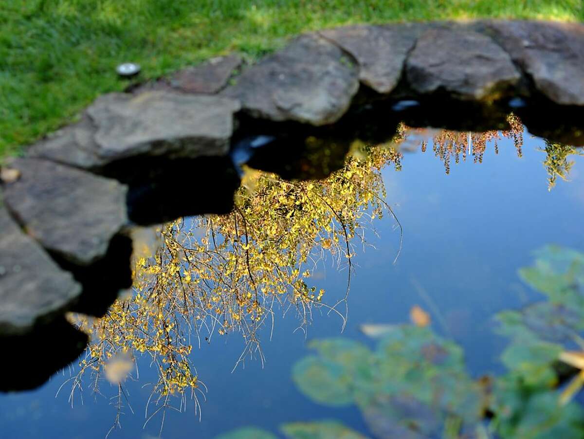 Freeland Tanner's Napa garden