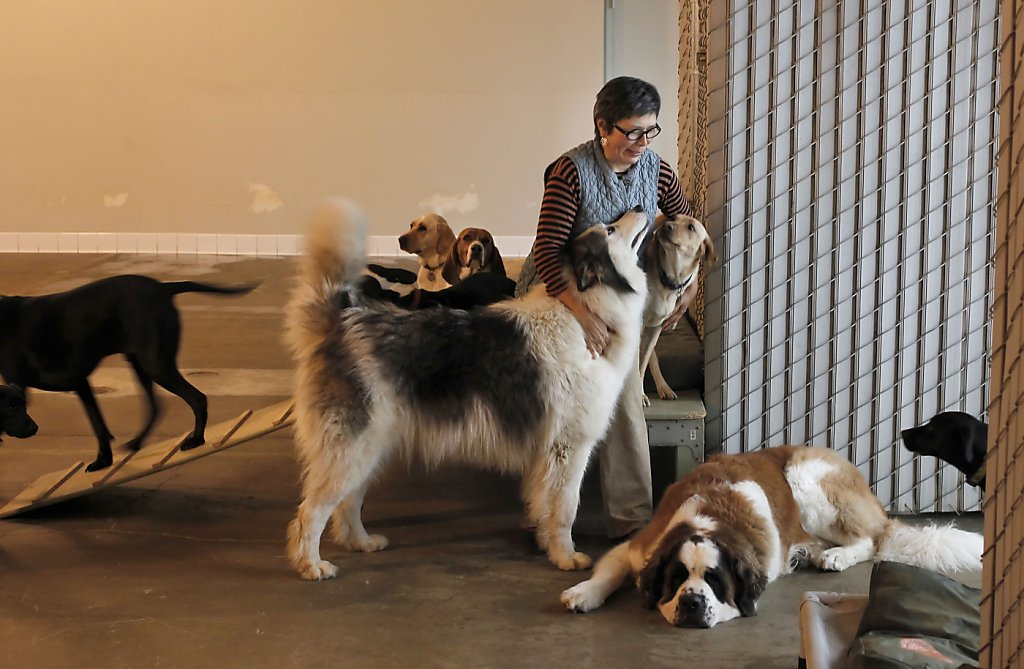 Paws in a former attorney's career