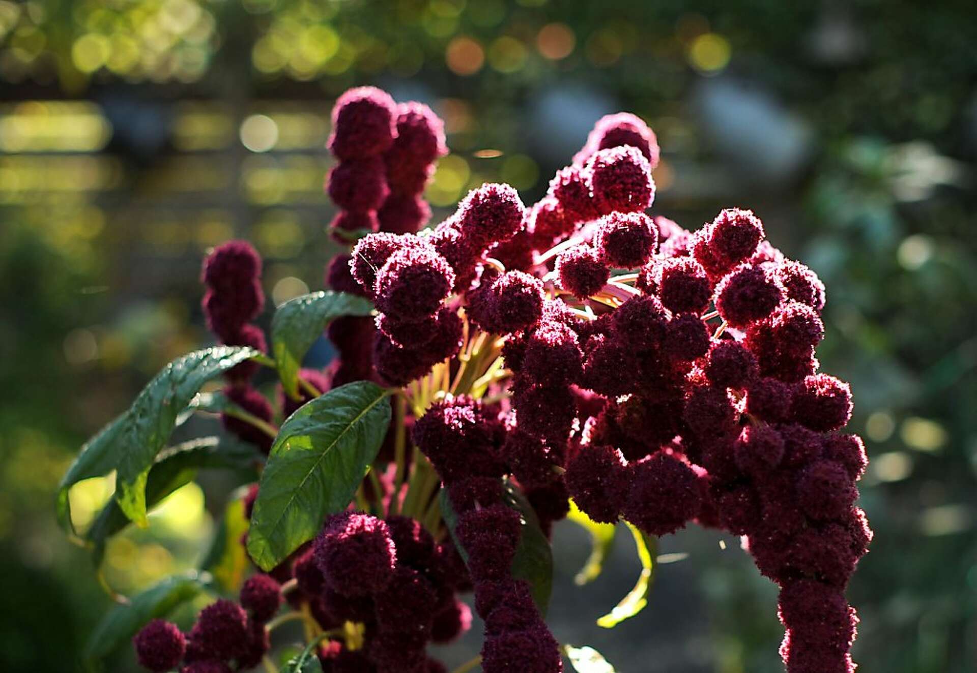 Freeland Tanner's Napa garden