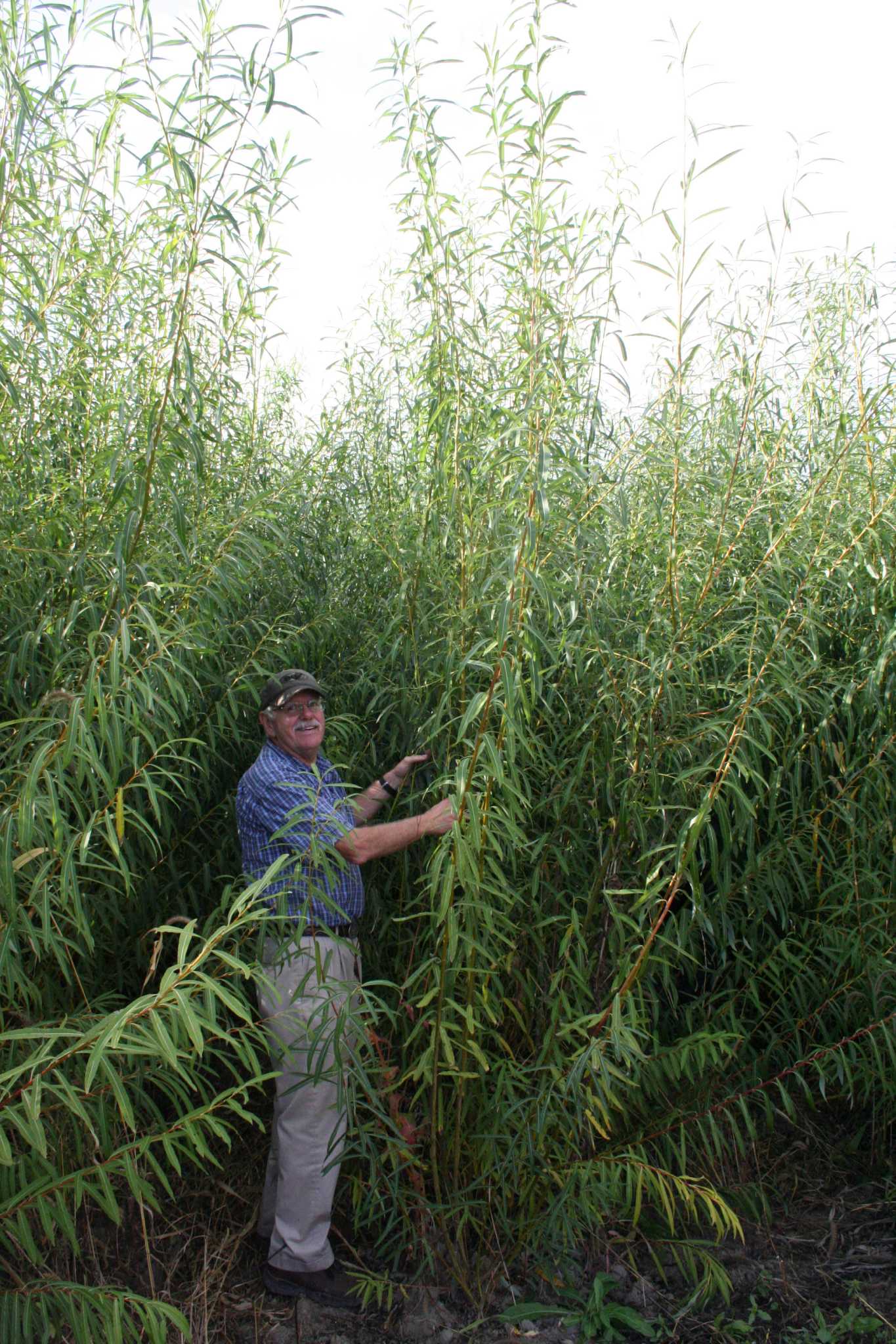 Willows as energy a growth industry