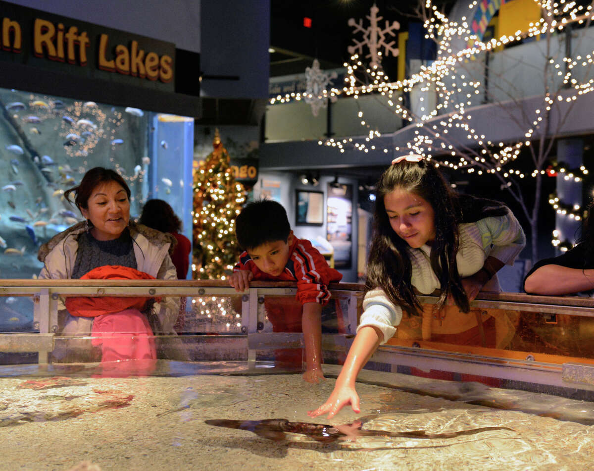 Mystic Aquarium's 'Waterland' offers wonder, whimsy to holiday visitors