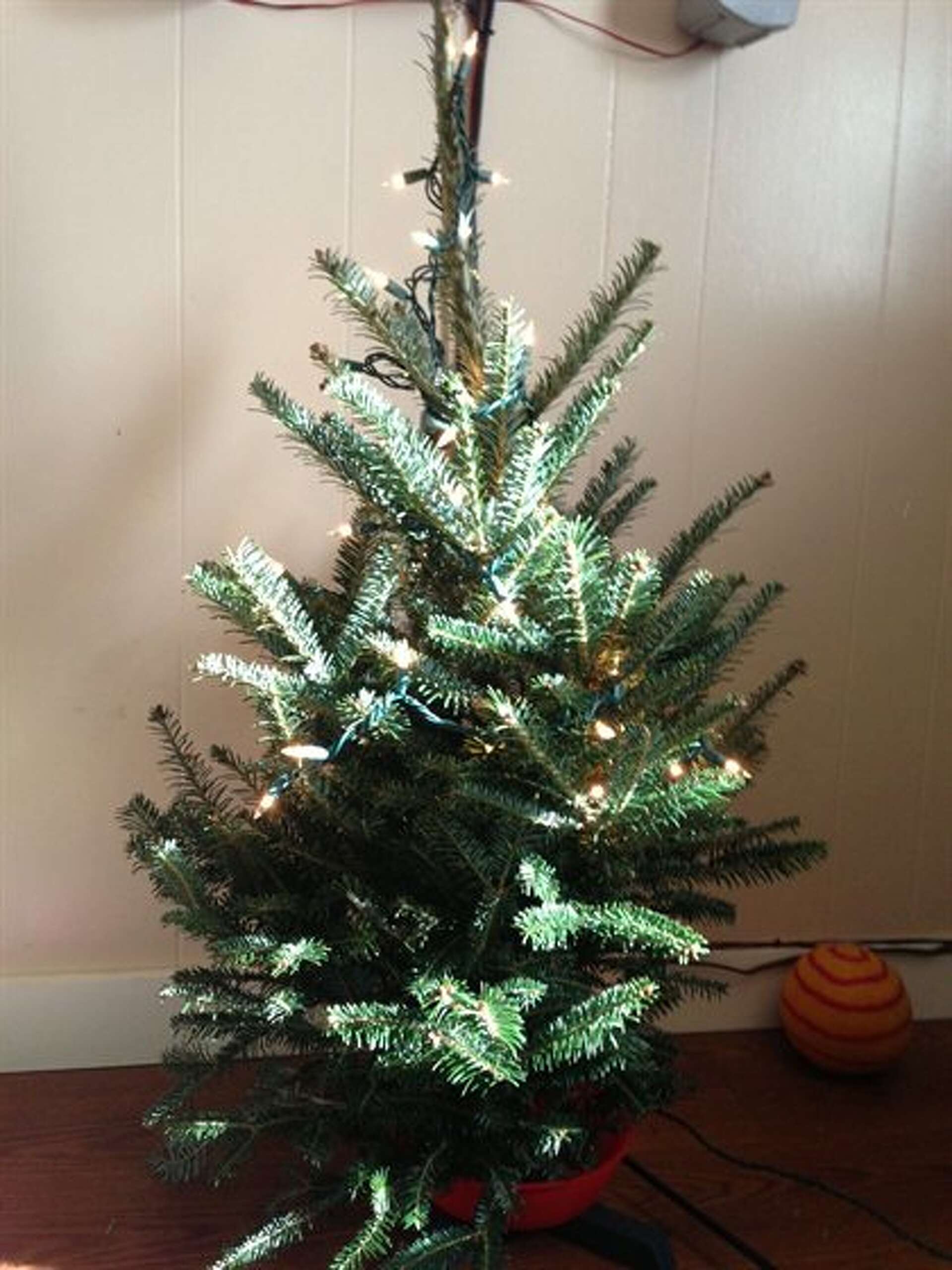 Got the worst tree? Enter the Charlie Brown Christmas tree contest