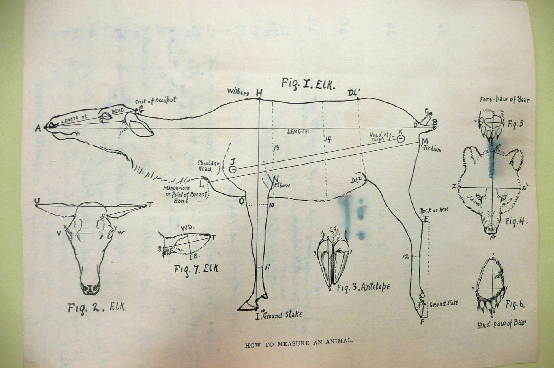 The Seton Journals: A rare look at the writings and drawings of an ...