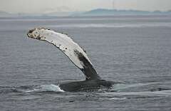 Gray whale migration arrives off coast