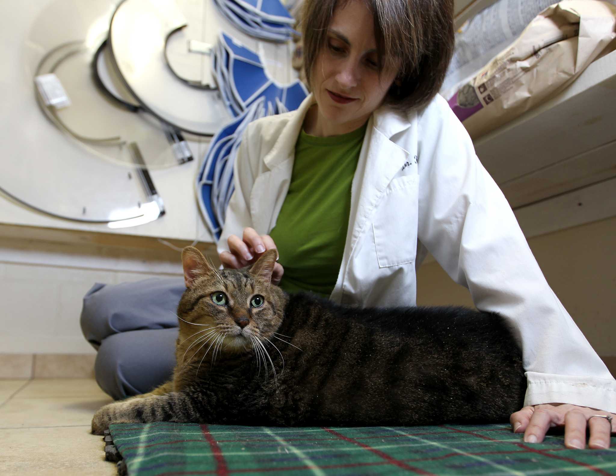 Fat cat persists through plateau, ends year slimmer