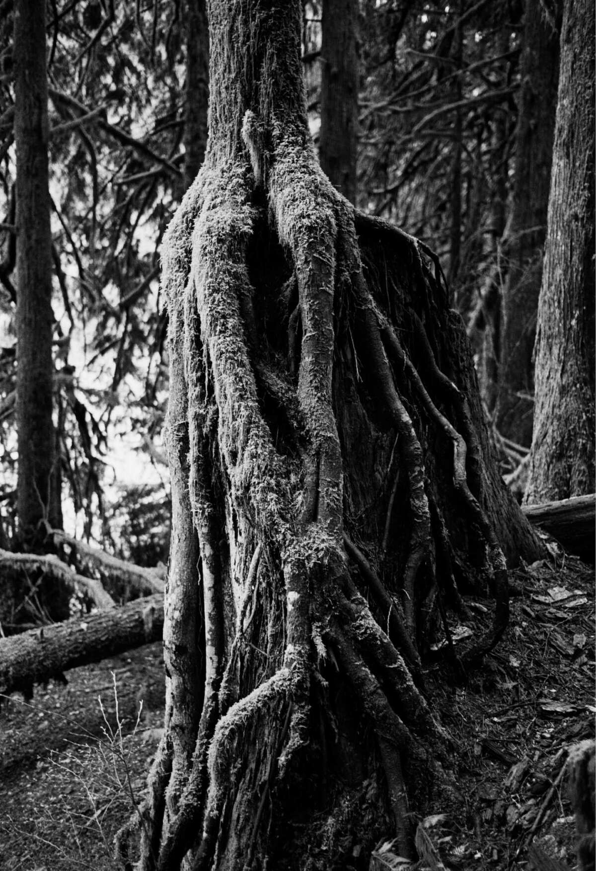 Discovering trees: Eco-minded photographer, biologist show why they matter