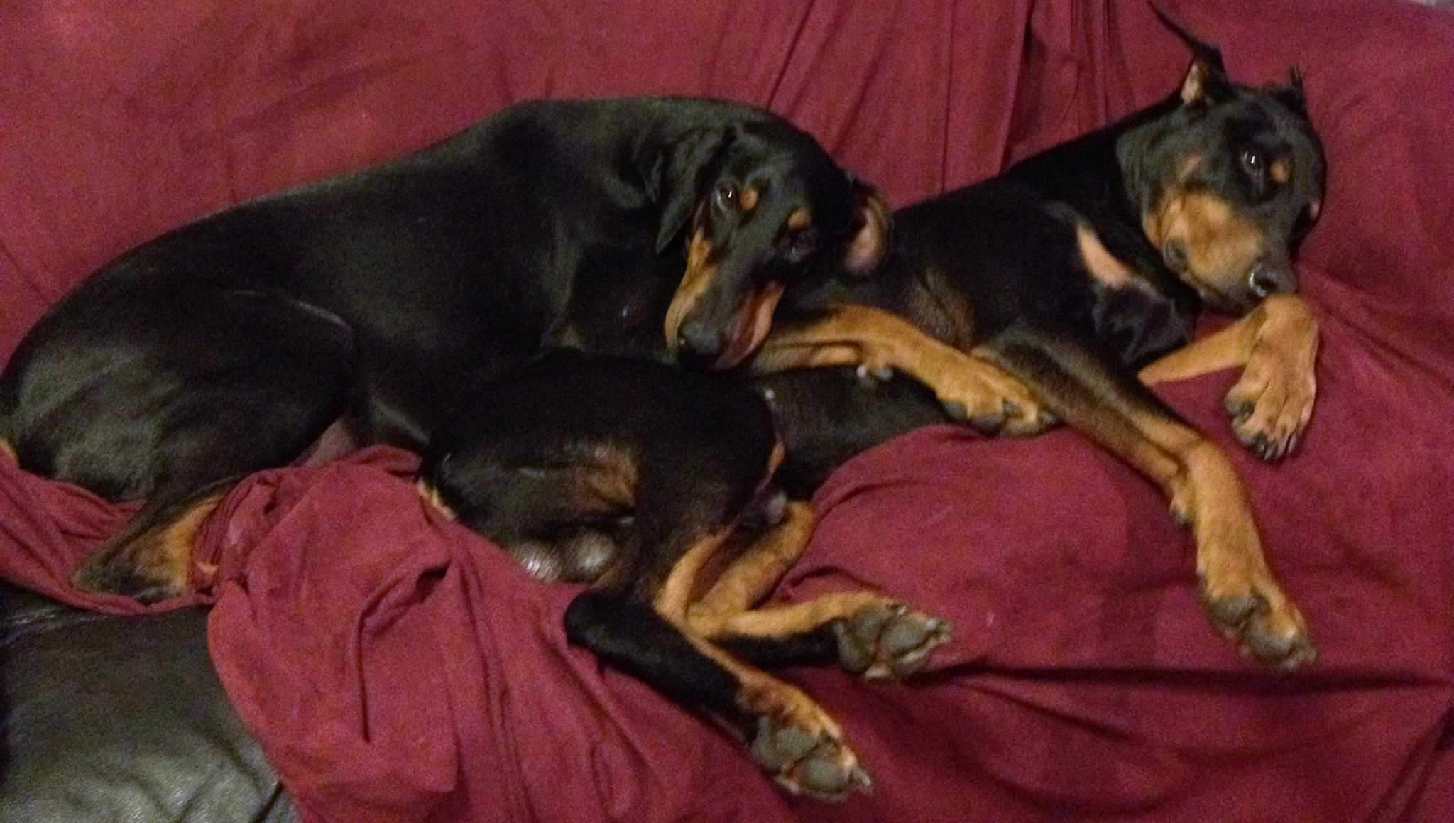Do Dobermans Cuddle