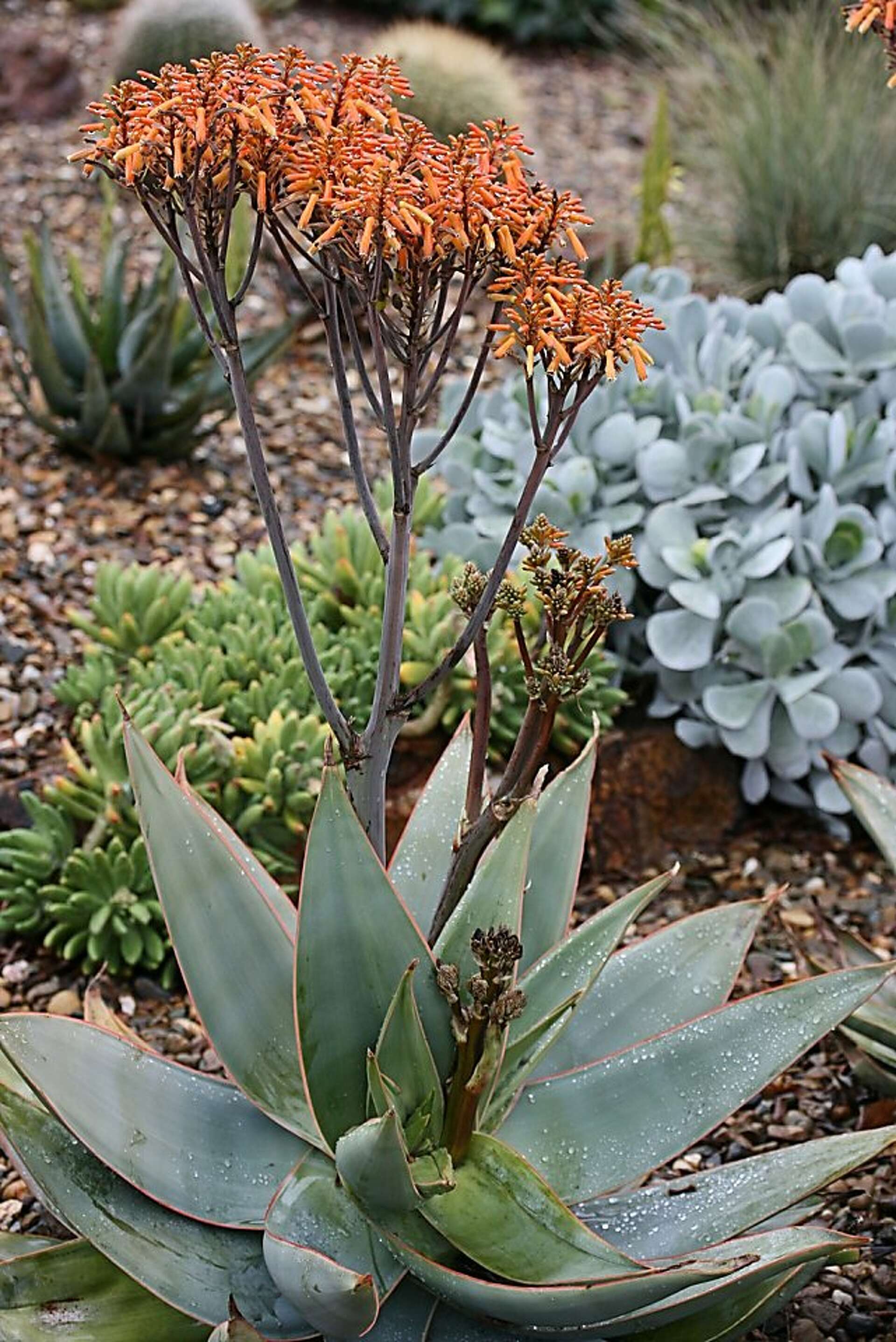 Coral aloe brightens winter garden