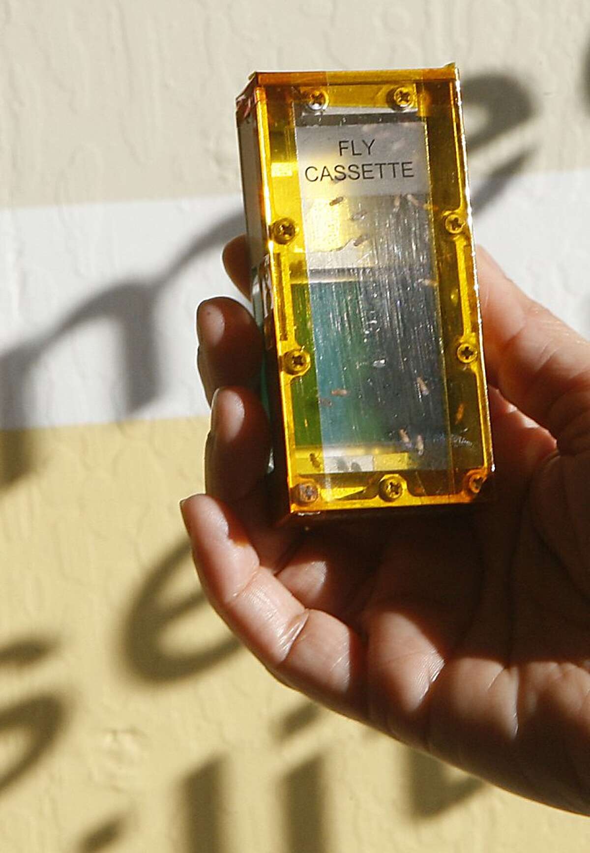 Studying space travel with fruit flies