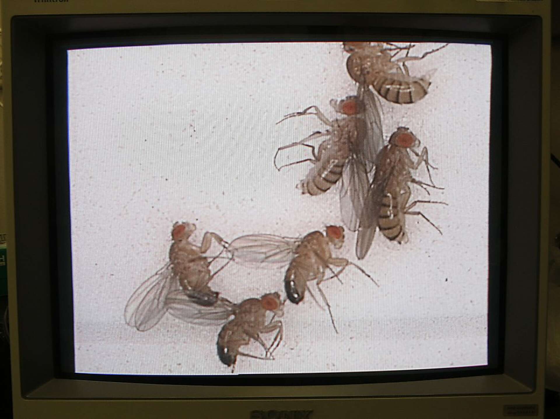Studying space travel with fruit flies
