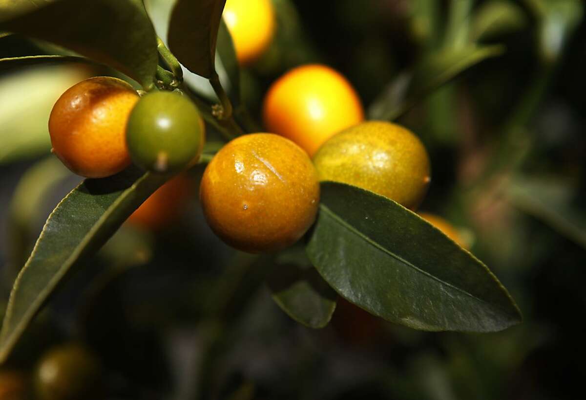 January gardening essentials