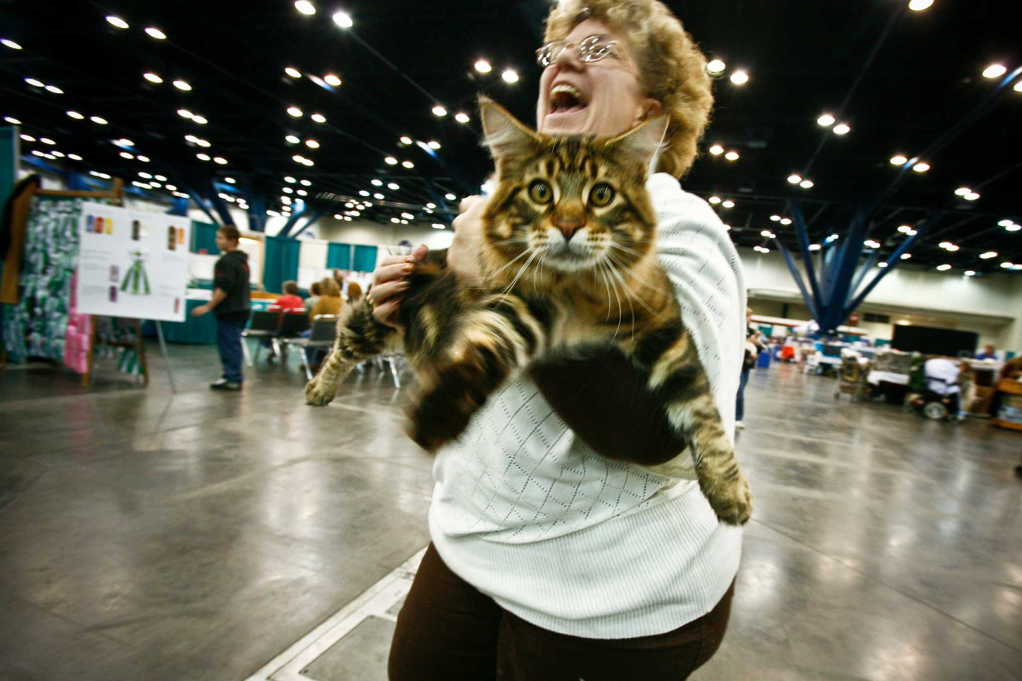 25 cats try to figure out why they are at the cat show