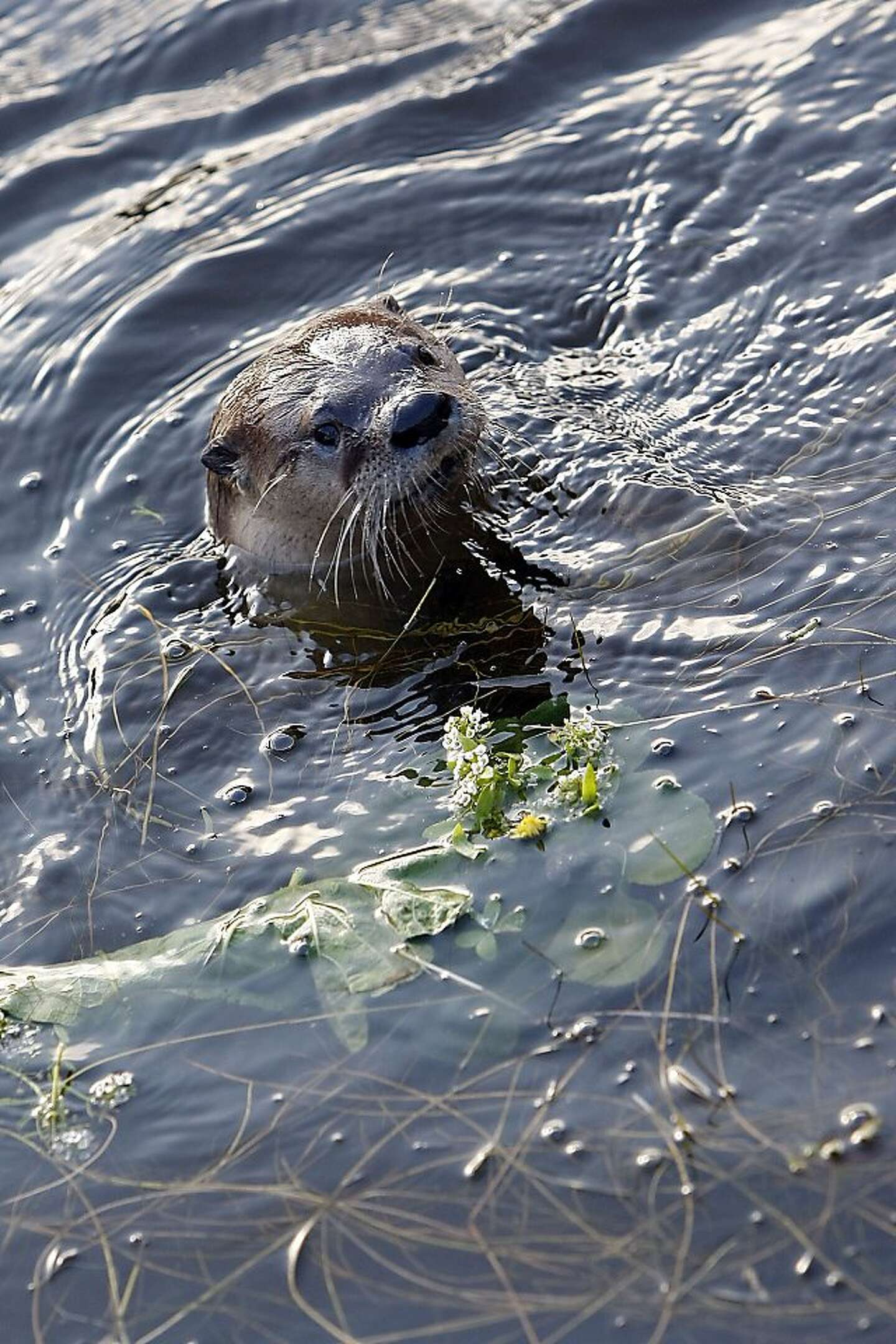 S.F.'s only river otter at Sutro Baths