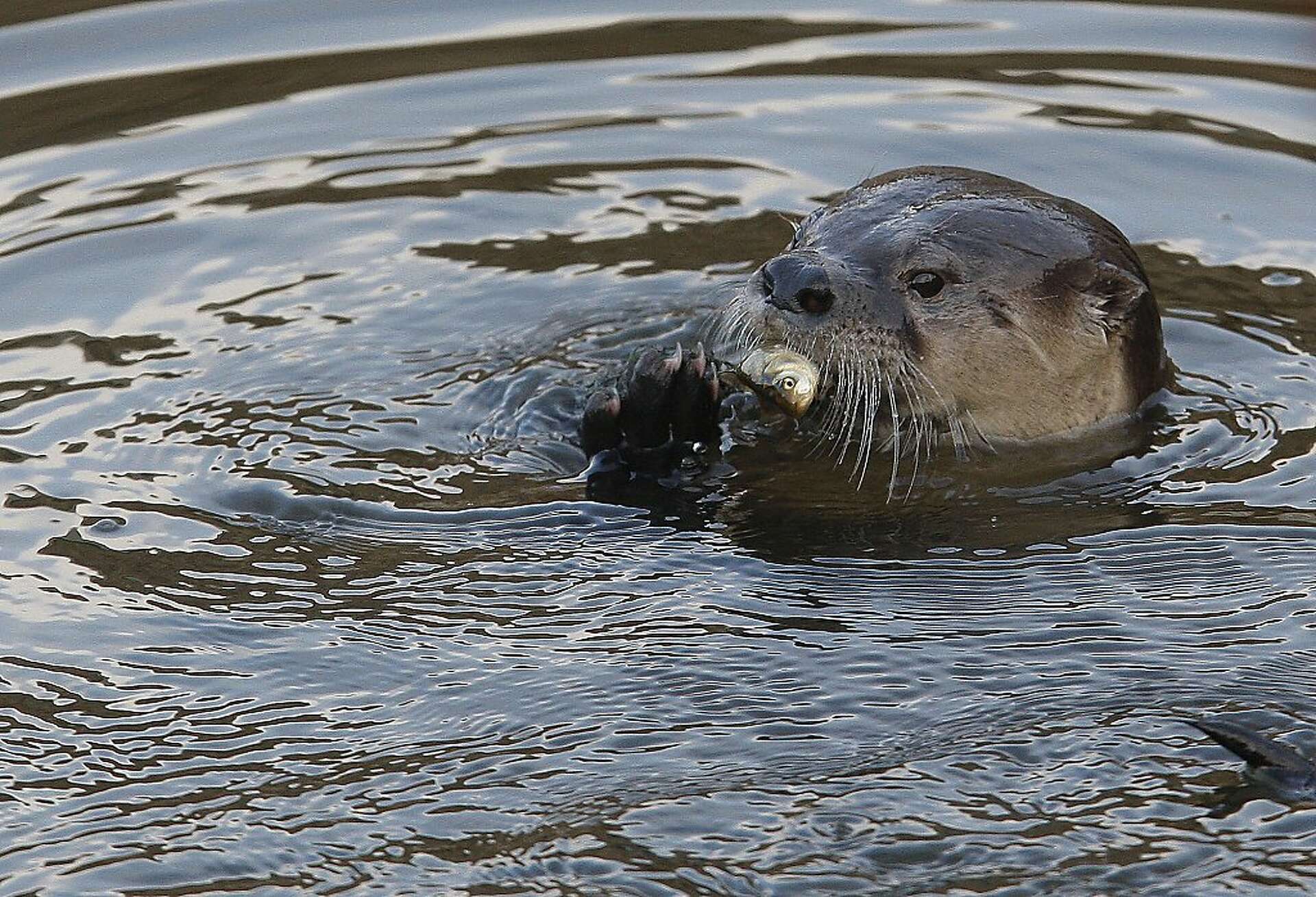 S.F.'s only river otter at Sutro Baths