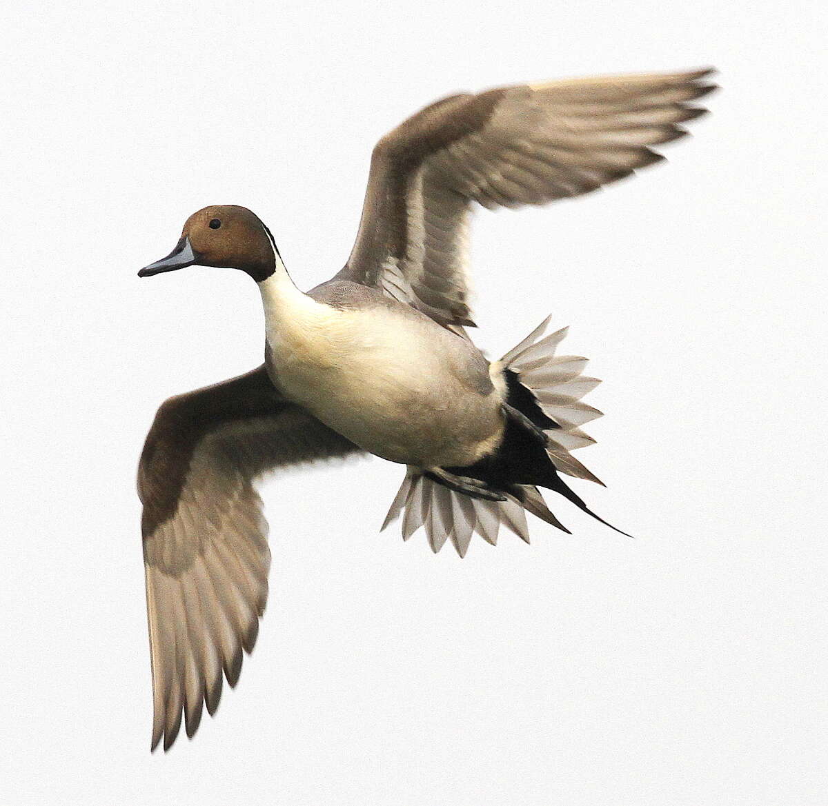 Sweet memories of waterfowl wonderlands