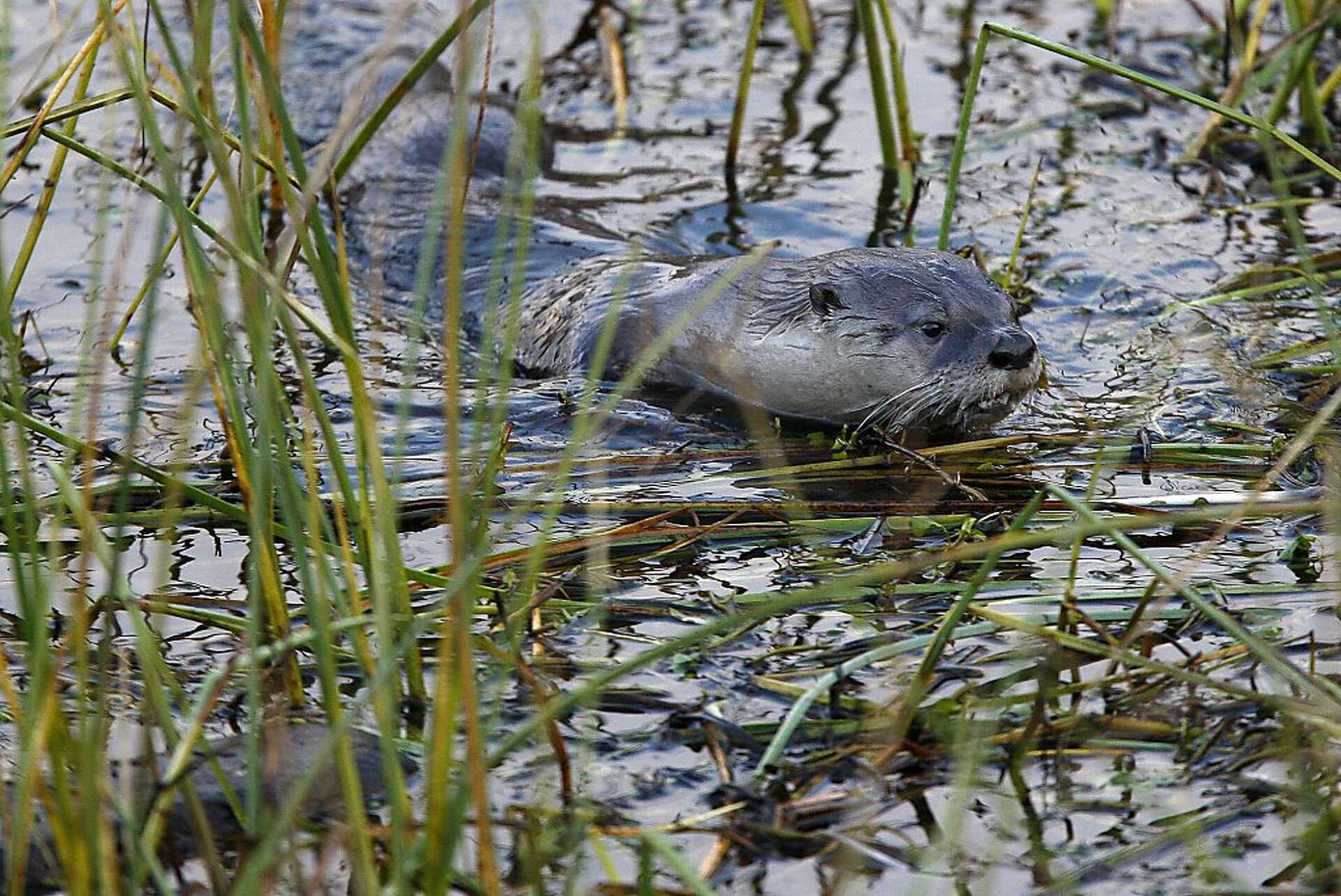 S.F.'s only river otter at Sutro Baths