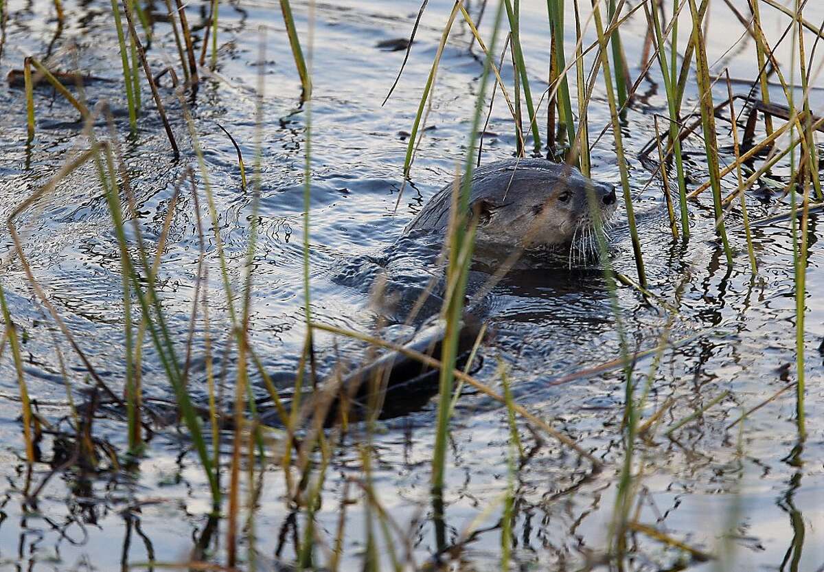 S.F.'s only river otter at Sutro Baths