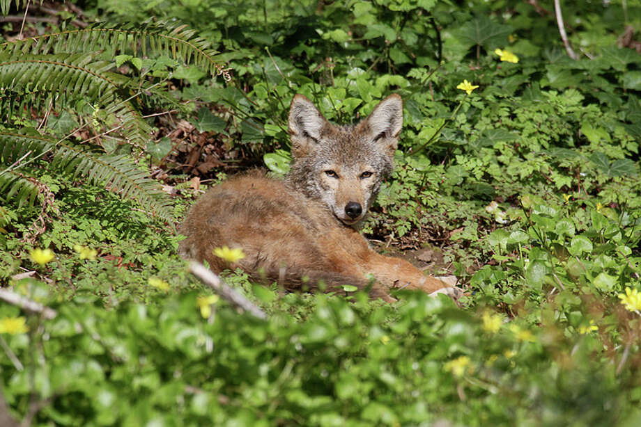18 facts about coyotes - Houston Chronicle