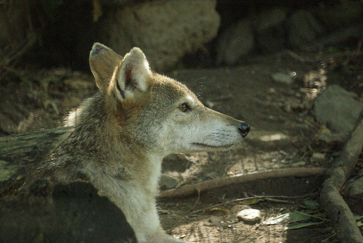 18 facts about coyotes