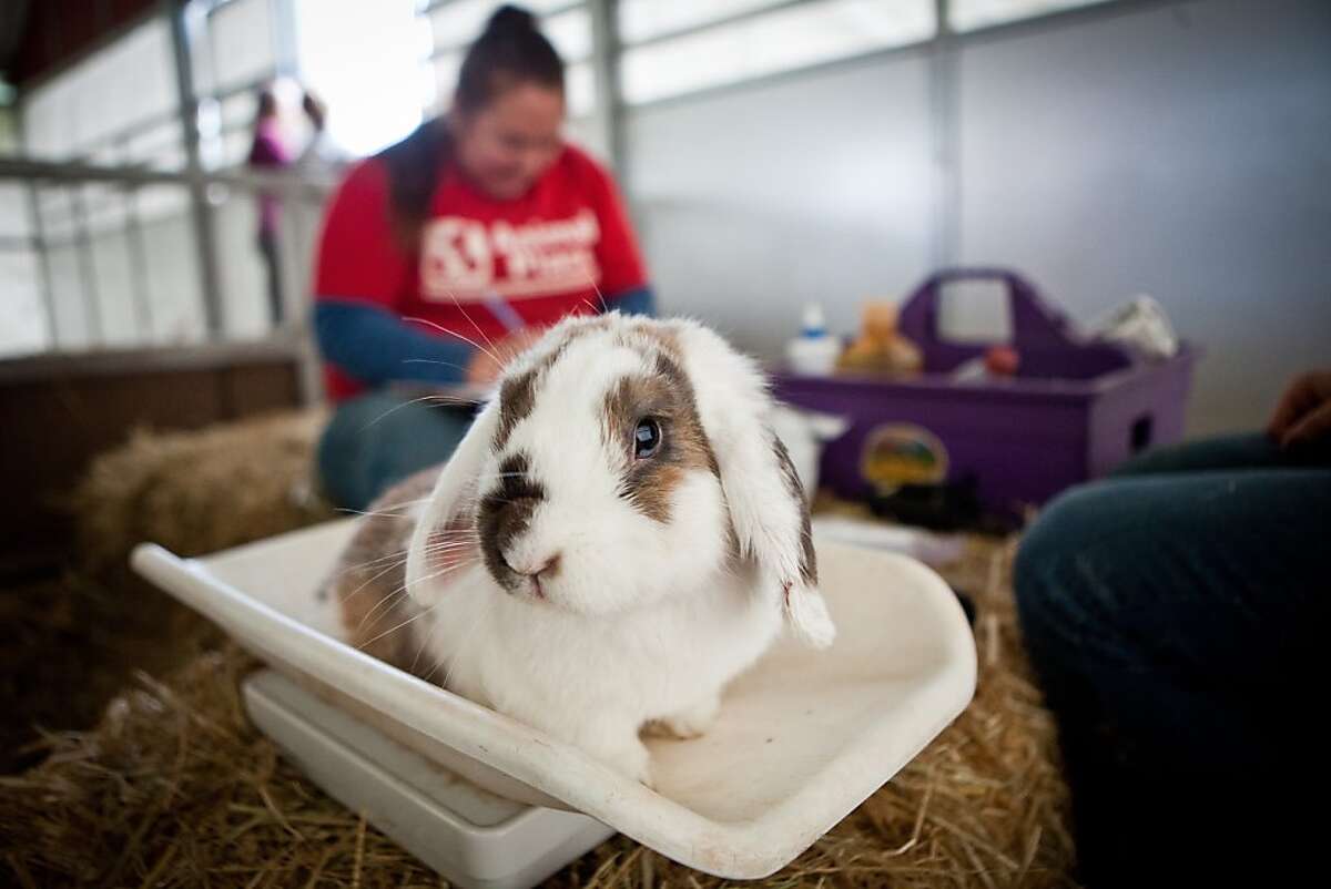 Farm animal sanctuary protects its charges