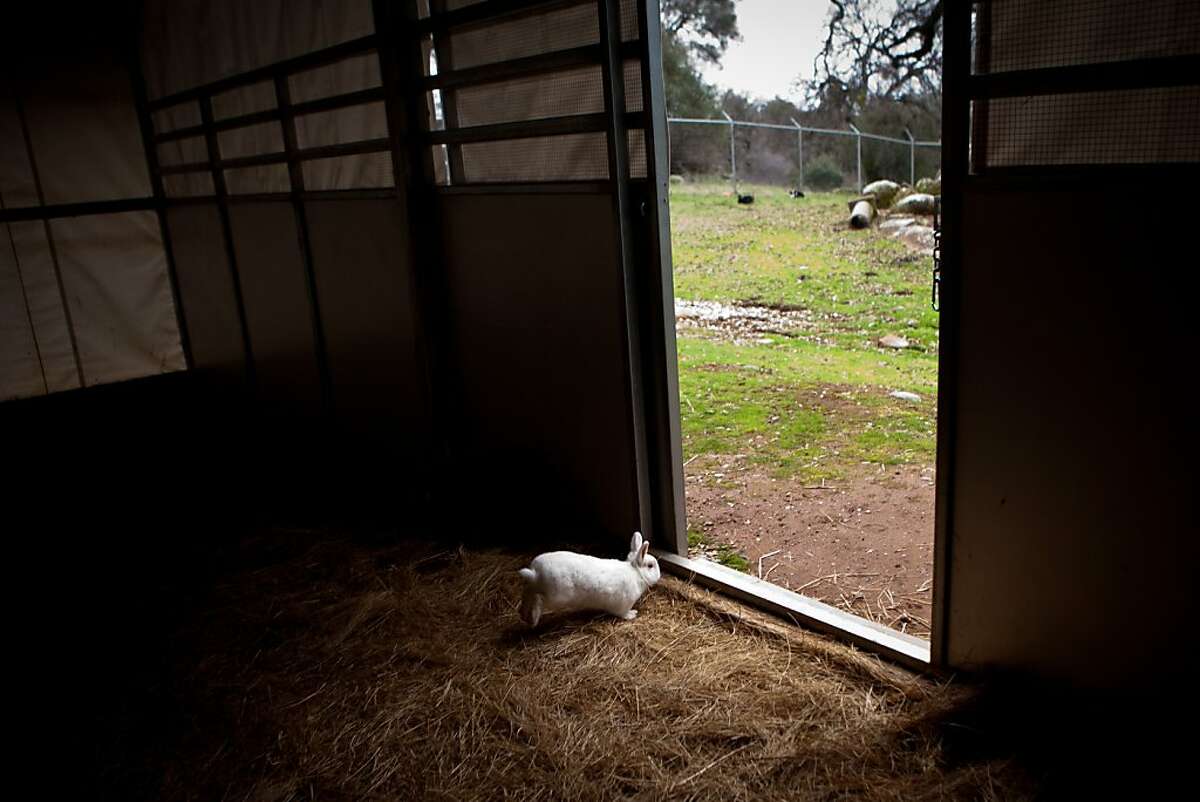 Farm animal sanctuary protects its charges