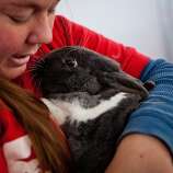 Farm animal sanctuary protects its charges - SFGate