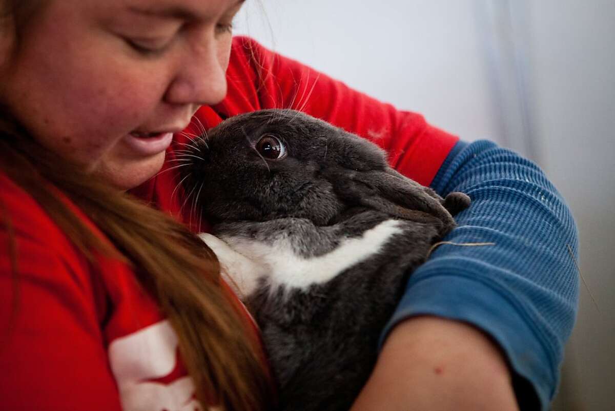 Farm animal sanctuary protects its charges