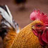 Farm animal sanctuary protects its charges - SFGate