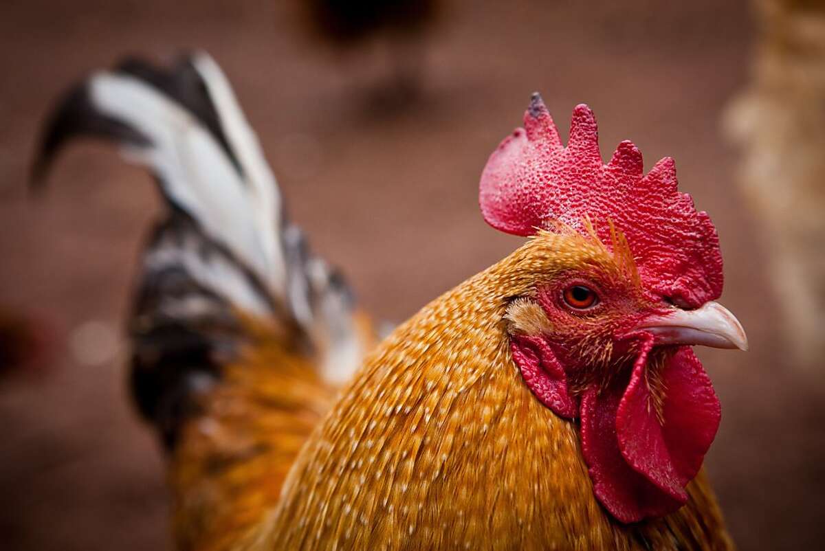 Farm animal sanctuary protects its charges