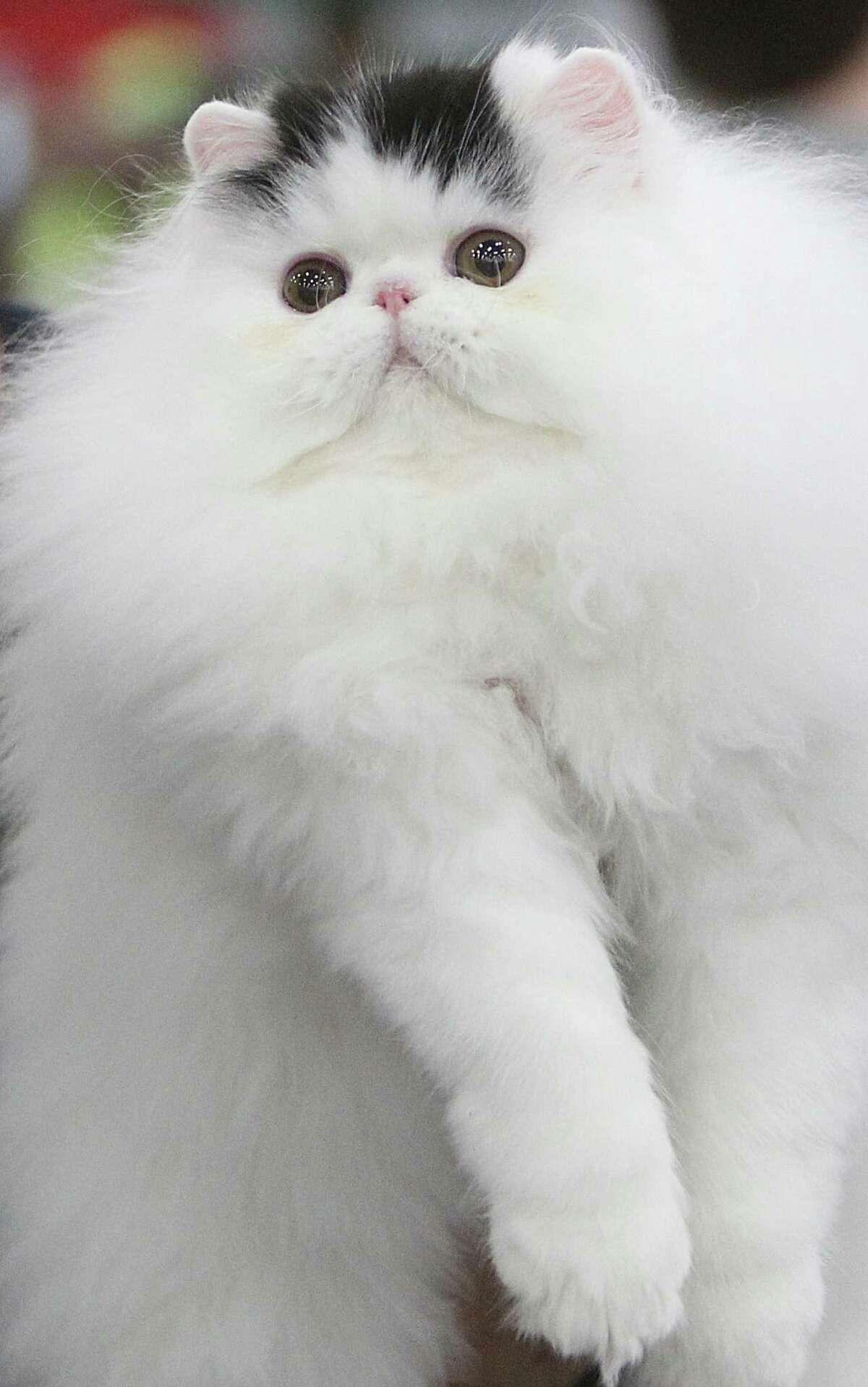 Cats take center stage at Houston show