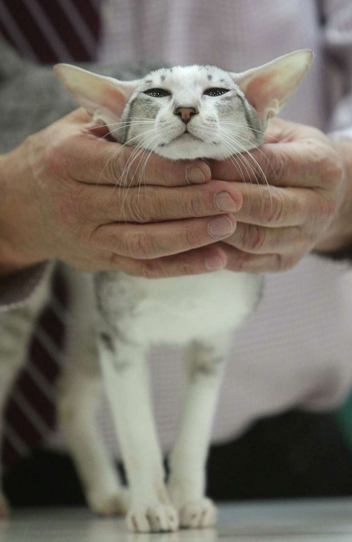 Cats take center stage at Houston show