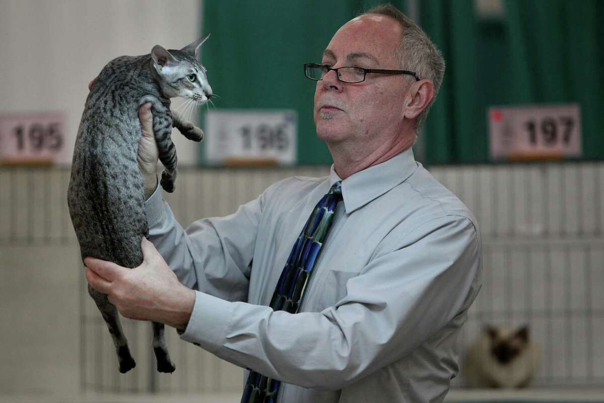 Cats take center stage at Houston show