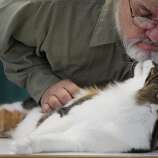 Cats take center stage at Houston show - Houston Chronicle