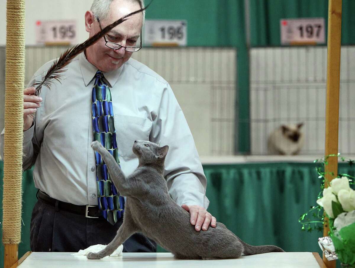 Cats take center stage at Houston show