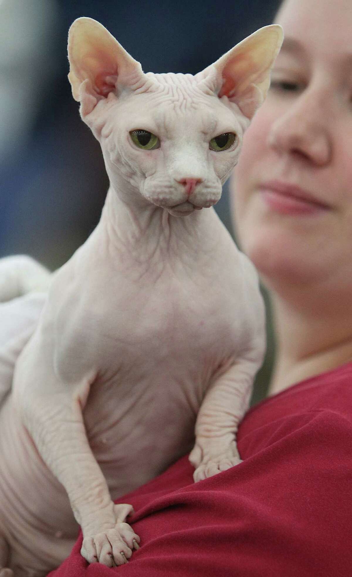 Cats take center stage at Houston show