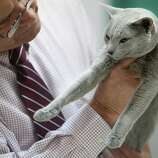 Cats take center stage at Houston show - Houston Chronicle