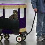 Cats take center stage at Houston show - Houston Chronicle