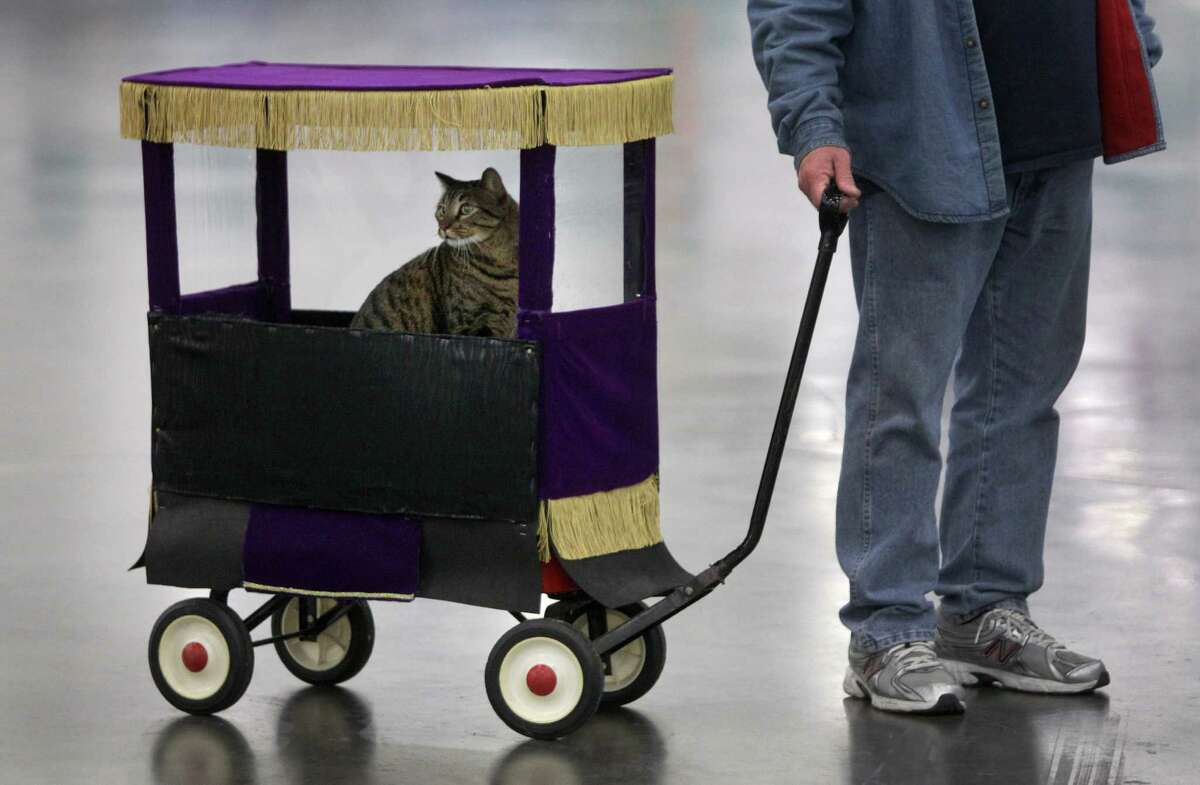 Cats take center stage at Houston show