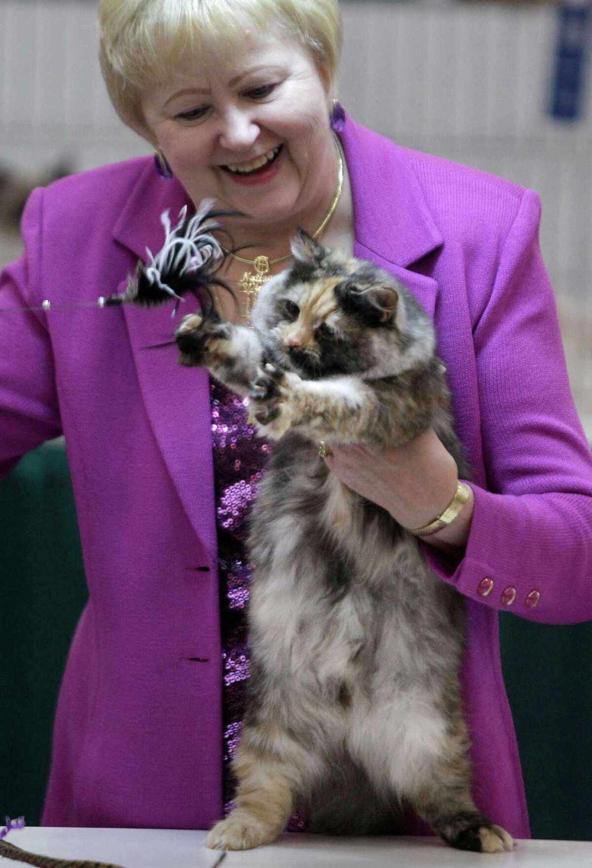 Cats take center stage at Houston show